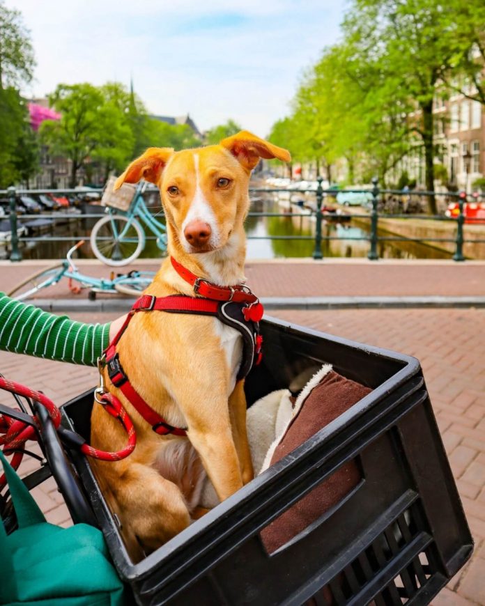 How To Ride A Bike With A Dog - The Ultimate Guide - (2025)